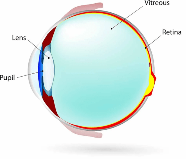 Vitreous Gel In The Eye | Associated Retina Consultants | Phoenix ...
